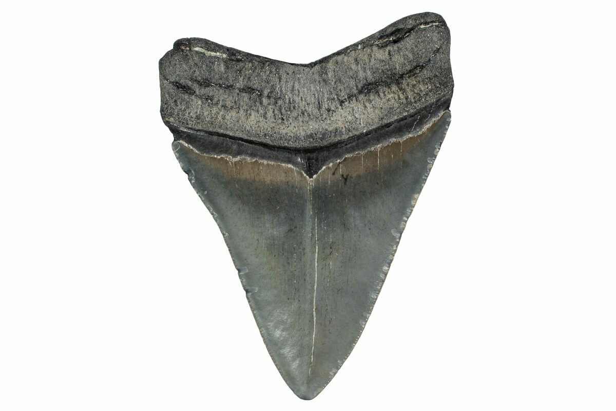 3.72" Fossil Megalodon Tooth - Georgia (#338729) For Sale - FossilEra.com
