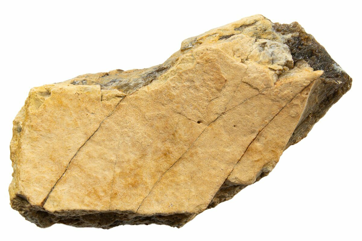 2.2" Fossil Tyrannosaur (T. rex) Bone Section - Wyoming (#342855) For ...