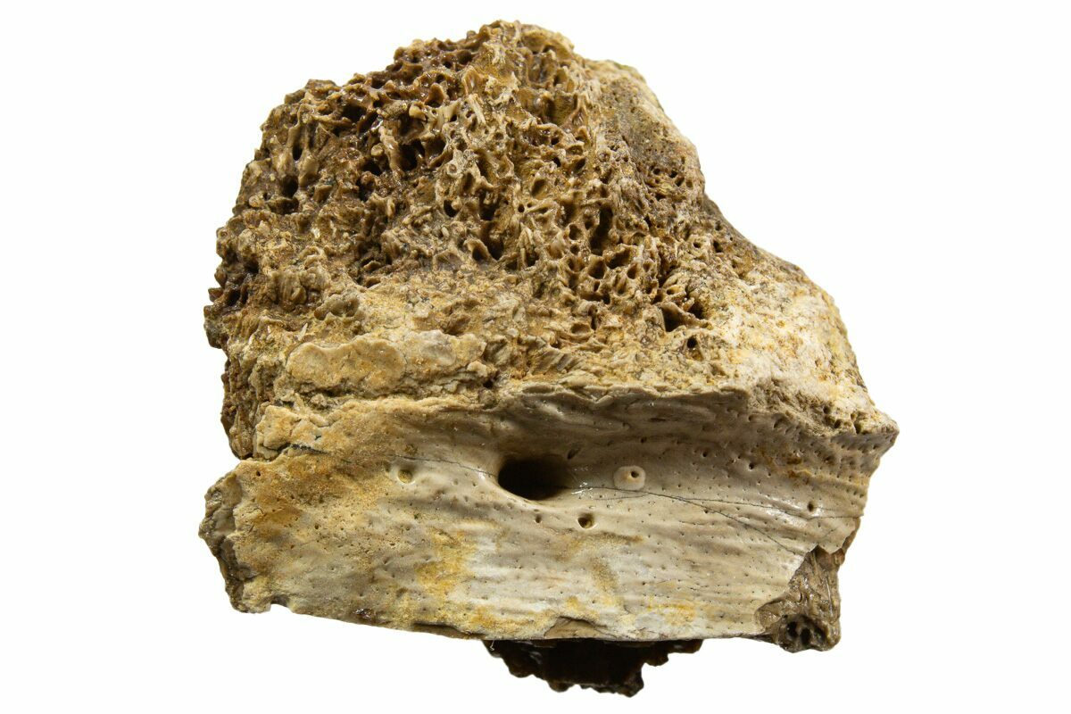 1" Fossil Tyrannosaur (T. rex) Bone Section - Wyoming (#342862) For ...