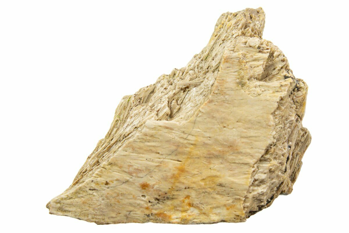 .95" Fossil Tyrannosaur (T. rex) Bone Section - Wyoming (#342883) For ...