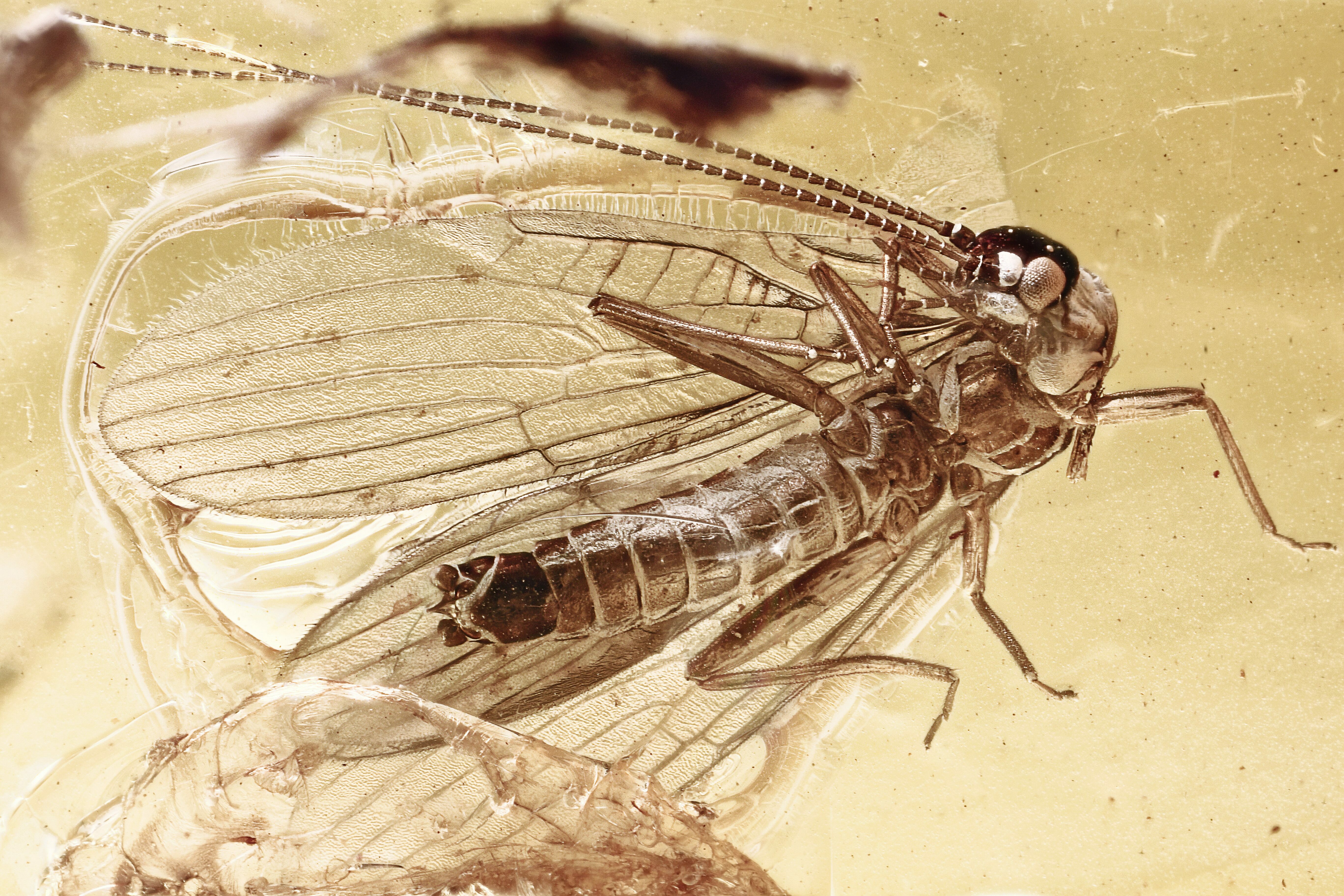 Detailed Fossil Stonefly (Plecoptera) In Baltic Amber (#343239) For ...