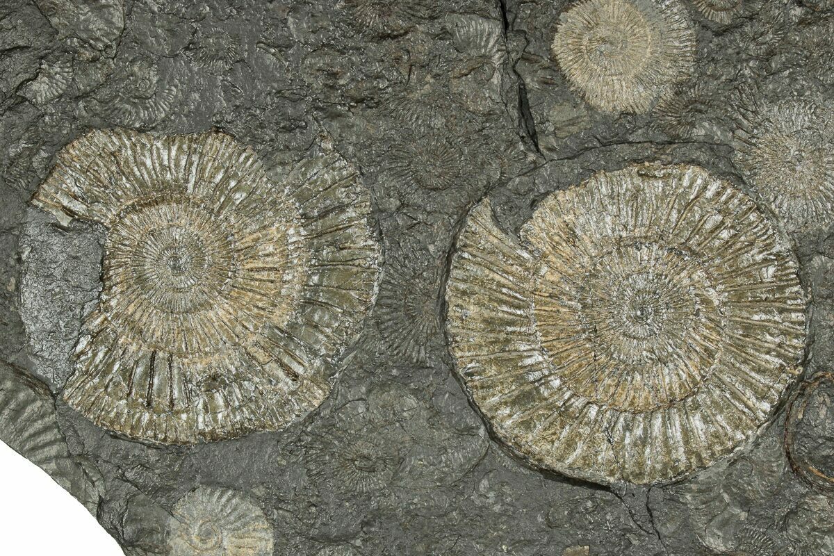 8.4" Fossil Ammonite Cluster - Posidonia Shale, Germany (#343446) For ...