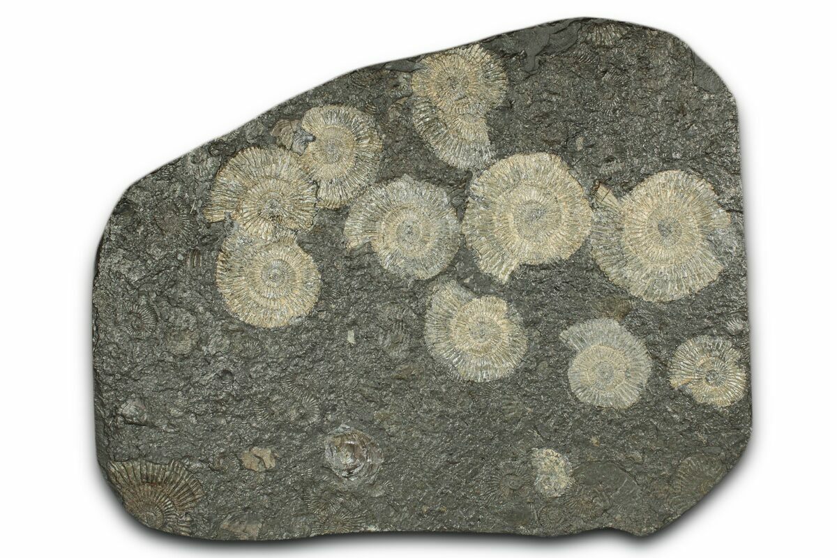7.4" Fossil Ammonite Cluster - Posidonia Shale, Germany (#343447) For ...