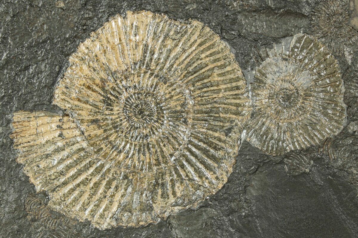 6.9" Fossil Ammonite Cluster - Posidonia Shale, Germany (#343459) For ...