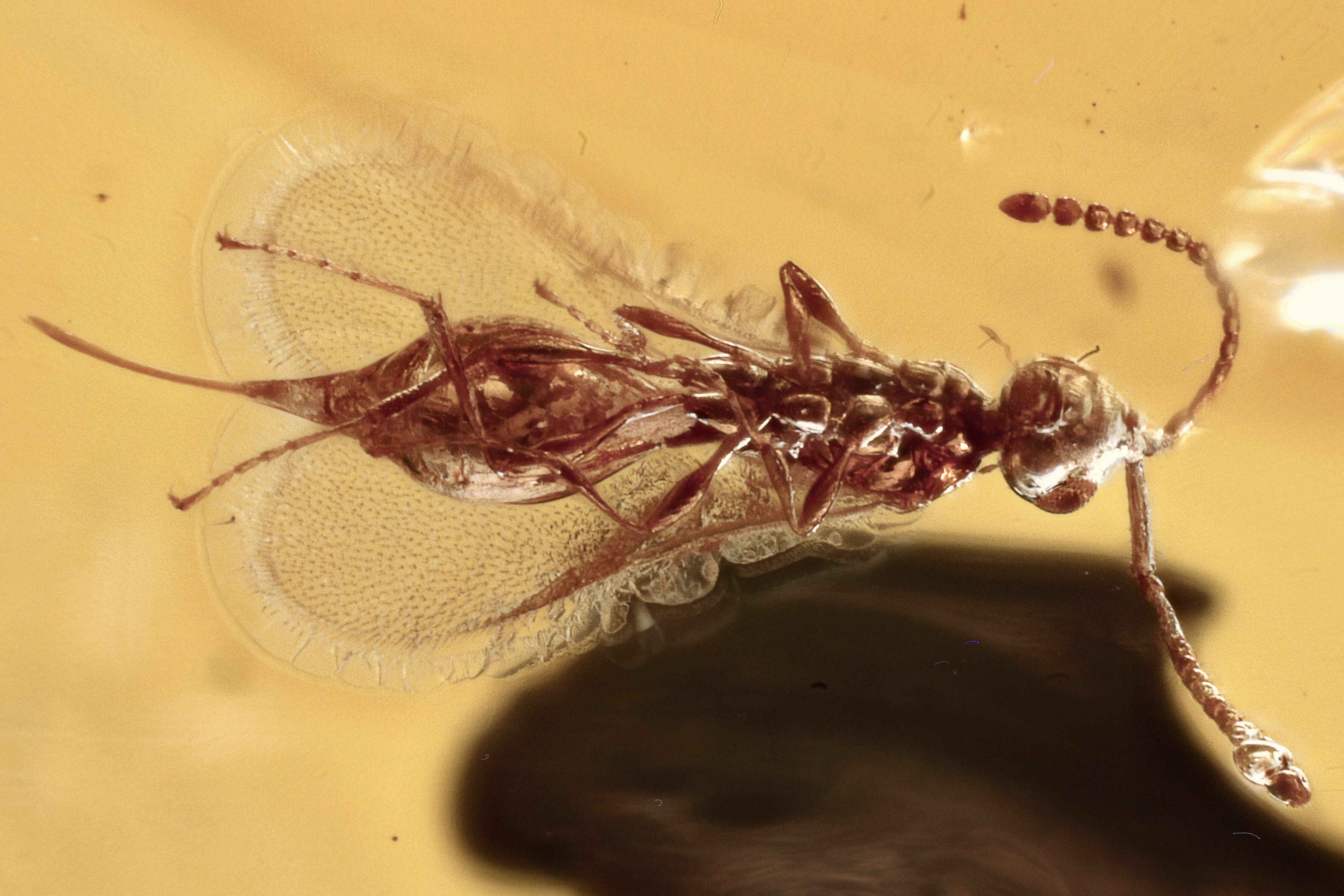 Detailed Fossil Parasitoid Wasp and Gall Midge in Baltic Amber (#343279 ...