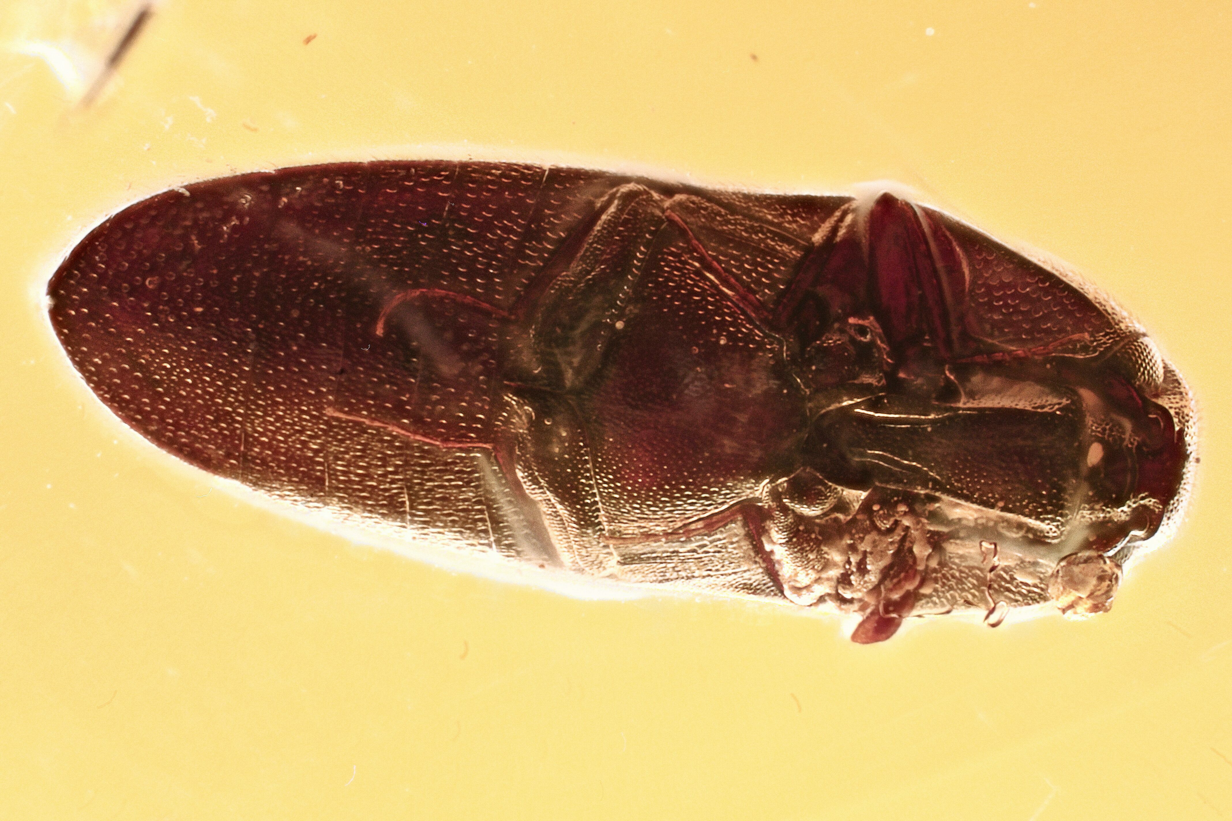 Detailed Fossil False Click Beetle (Throscidae) in Baltic Amber ...