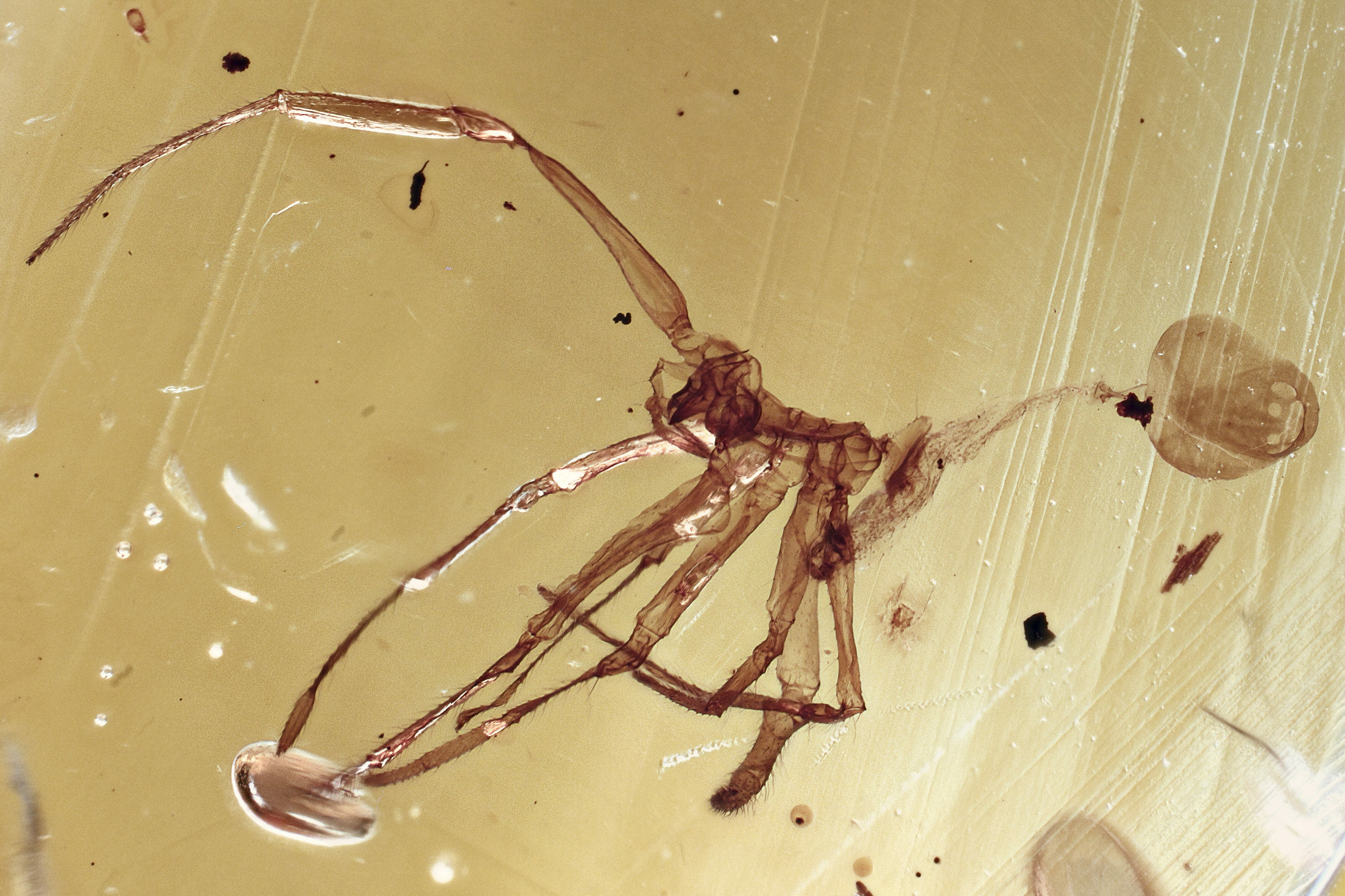 Partial Fossil Spider Exuvia (Araneae) In Baltic Amber (#343403) For ...