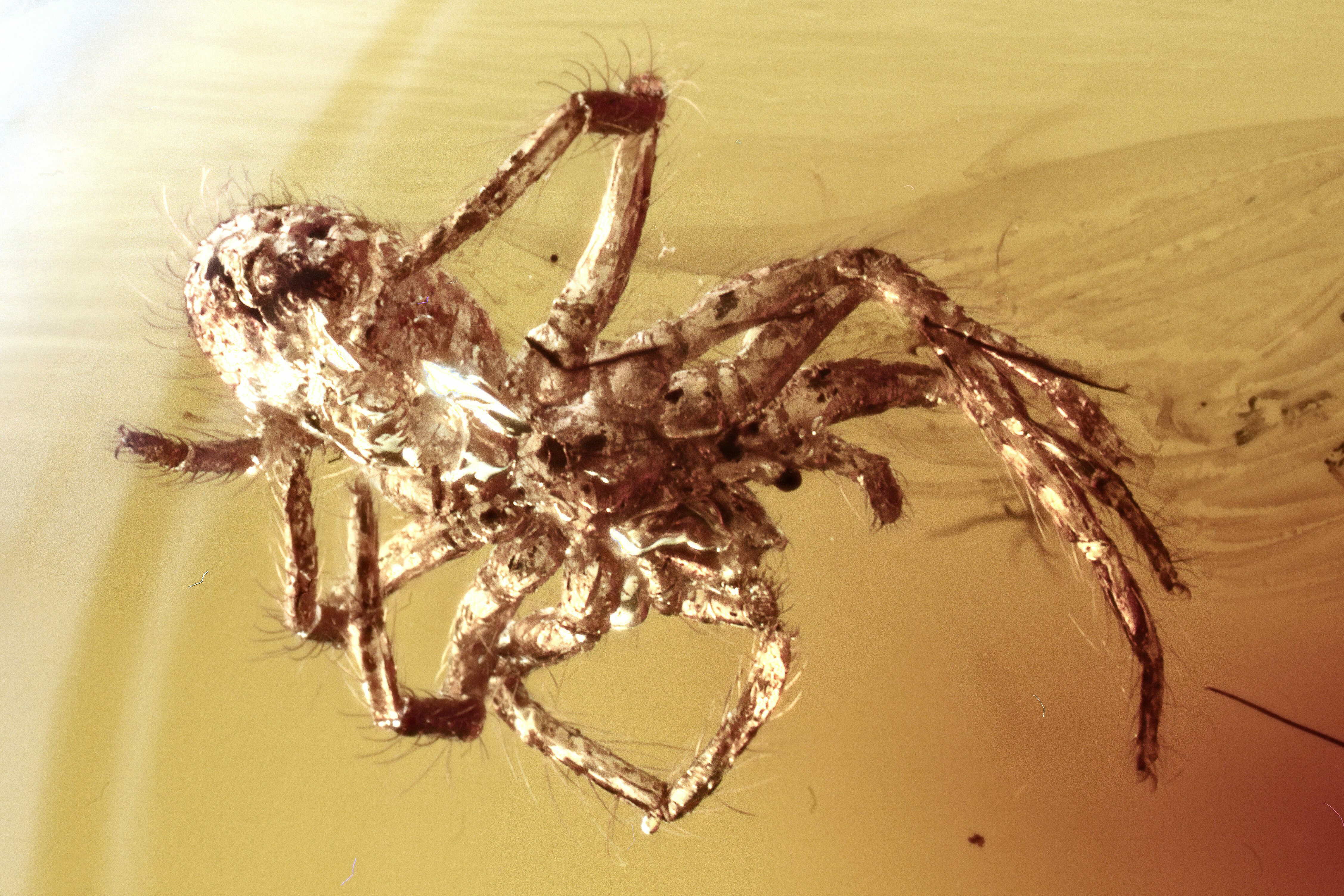 Detailed Fossil Spider (Araneae) In Baltic Amber (#343420) For Sale ...