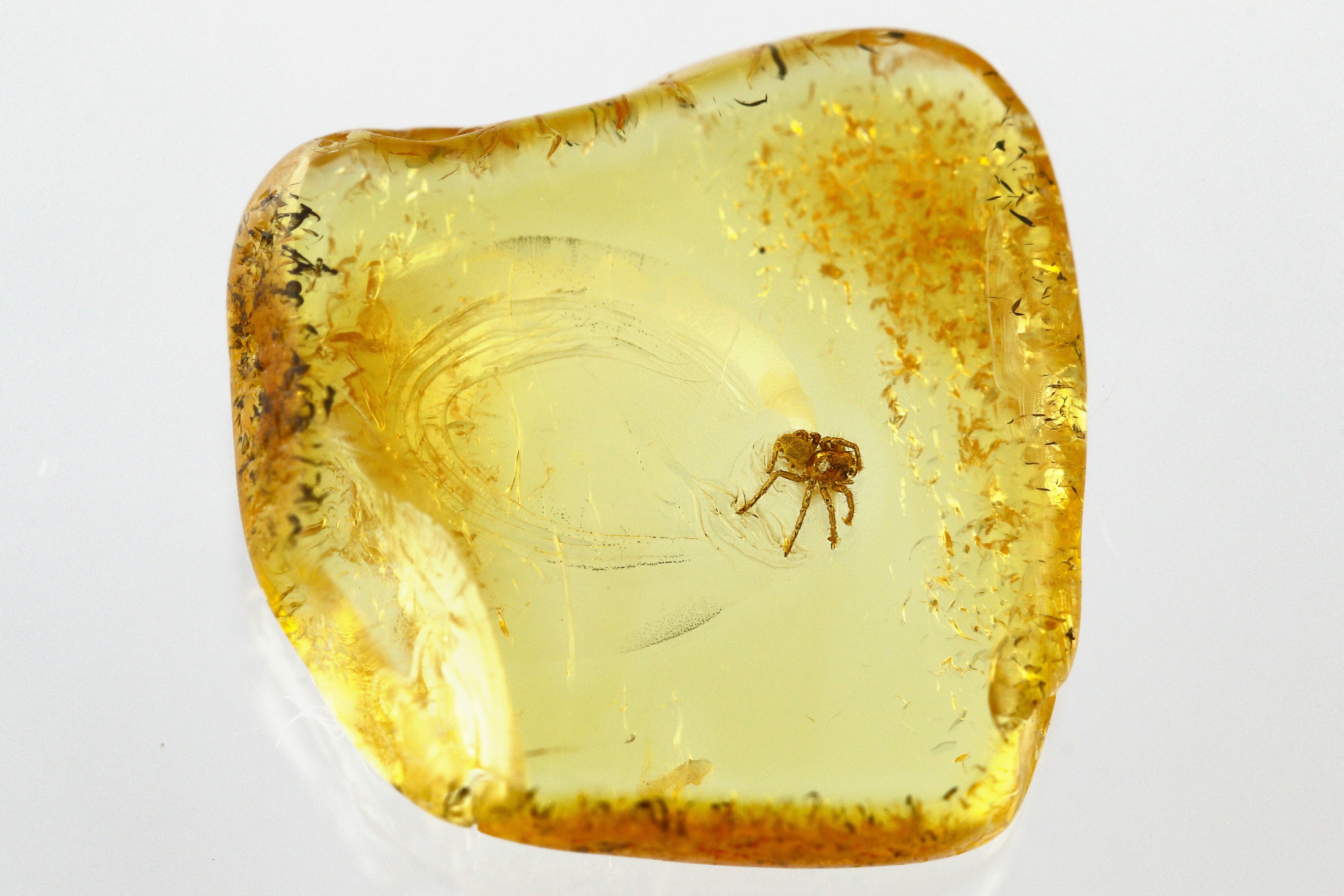 Small Fossil Jumping Spider (Salticidae) In Baltic Amber (#343339) For ...