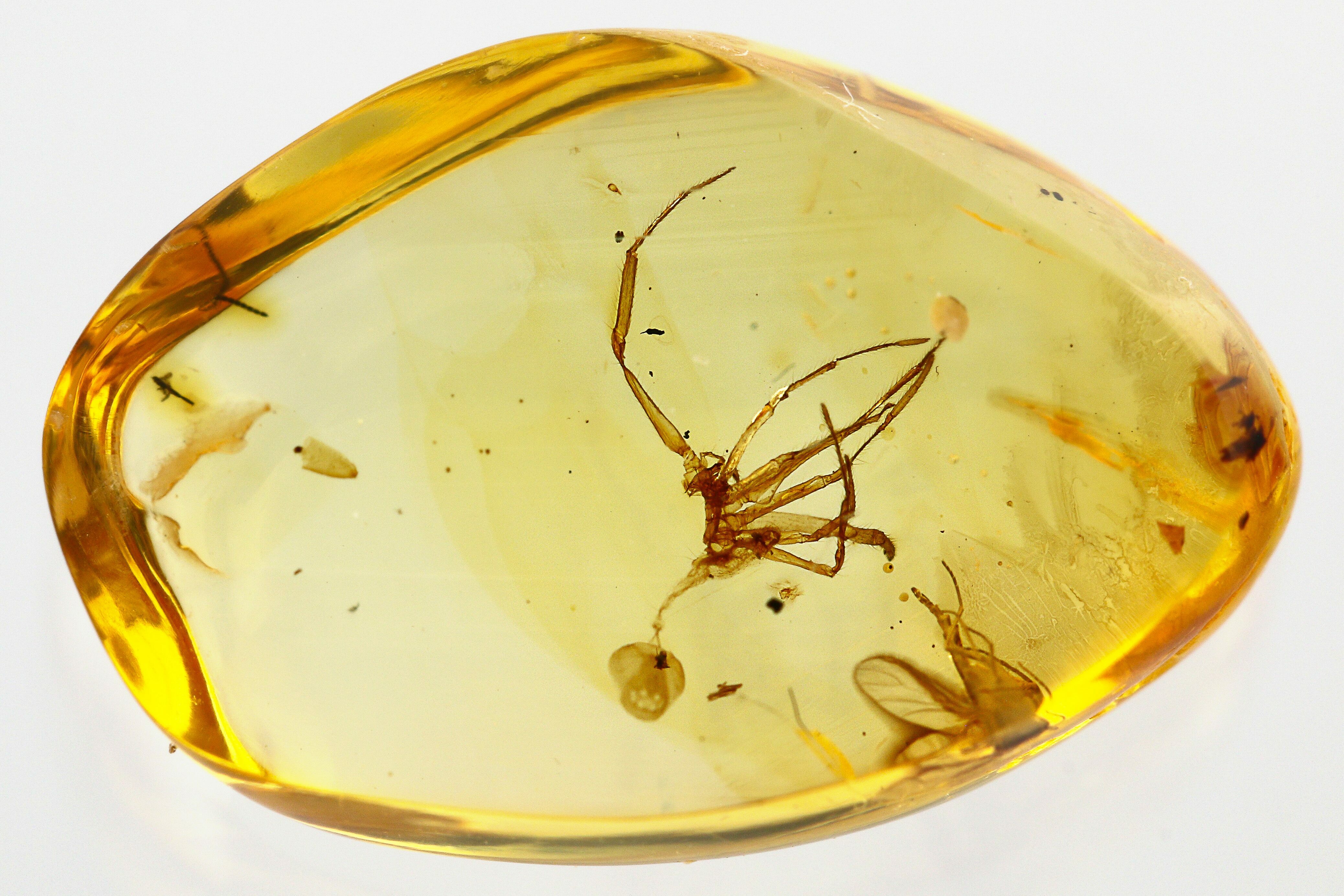 Partial Fossil Spider Exuvia (Araneae) In Baltic Amber (#343403) For ...