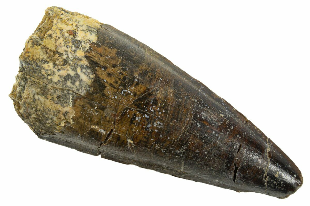 2.51" Fossil Spinosaurus Tooth - Real Dinosaur Tooth (#343520) For Sale ...