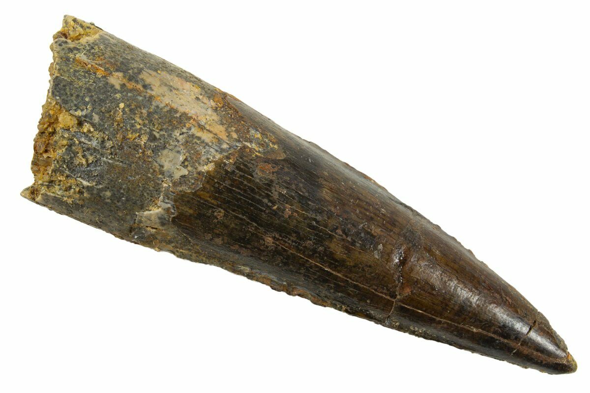 2.40" Fossil Spinosaurus Tooth - Real Dinosaur Tooth (#343524) For Sale ...
