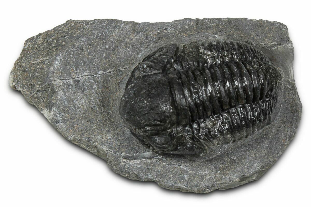 .88" Detailed Proetid (Gerastos) Trilobite Fossil - Morocco (#343289 ...