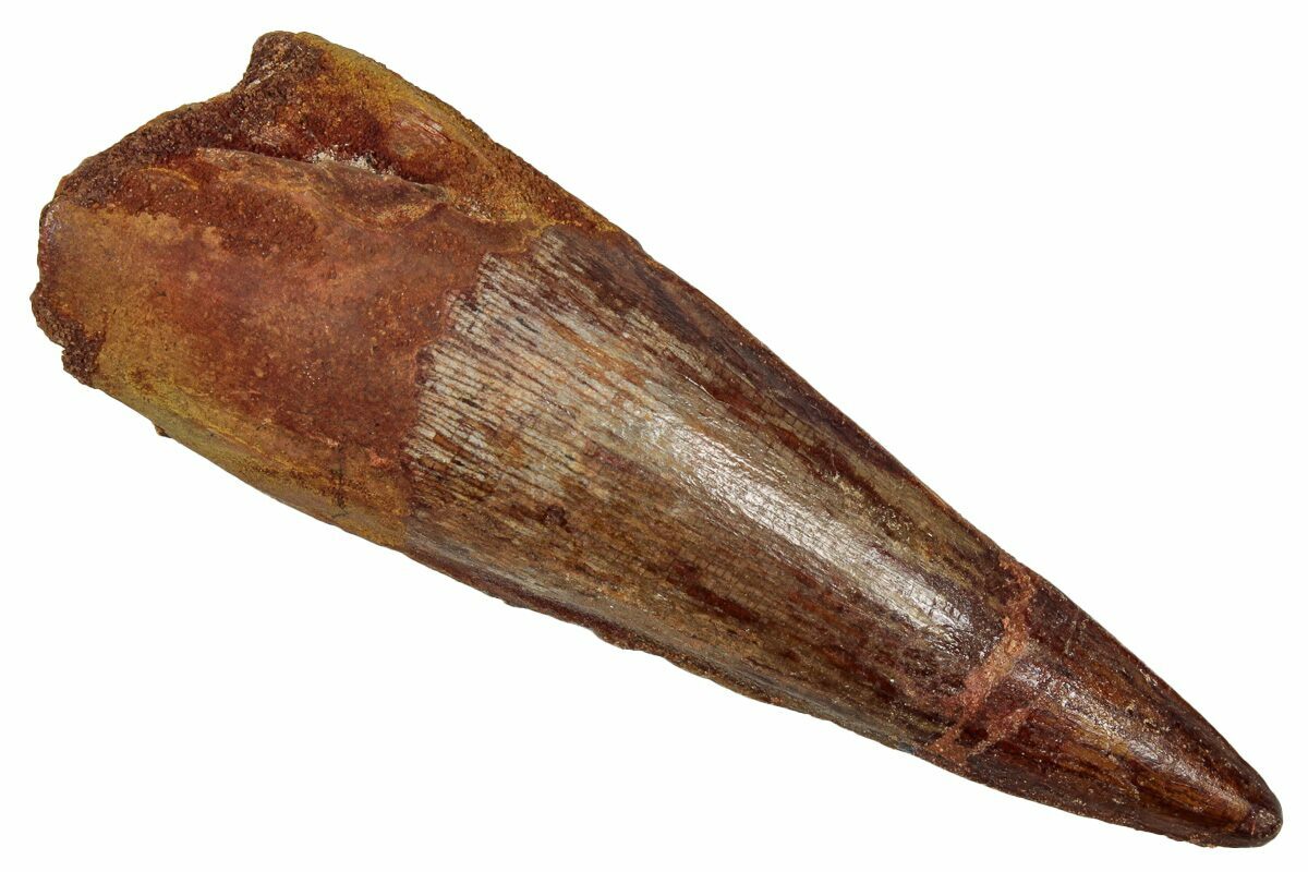 2.54" Fossil Spinosaurus Tooth - Real Dinosaur Tooth (#343476) For Sale ...