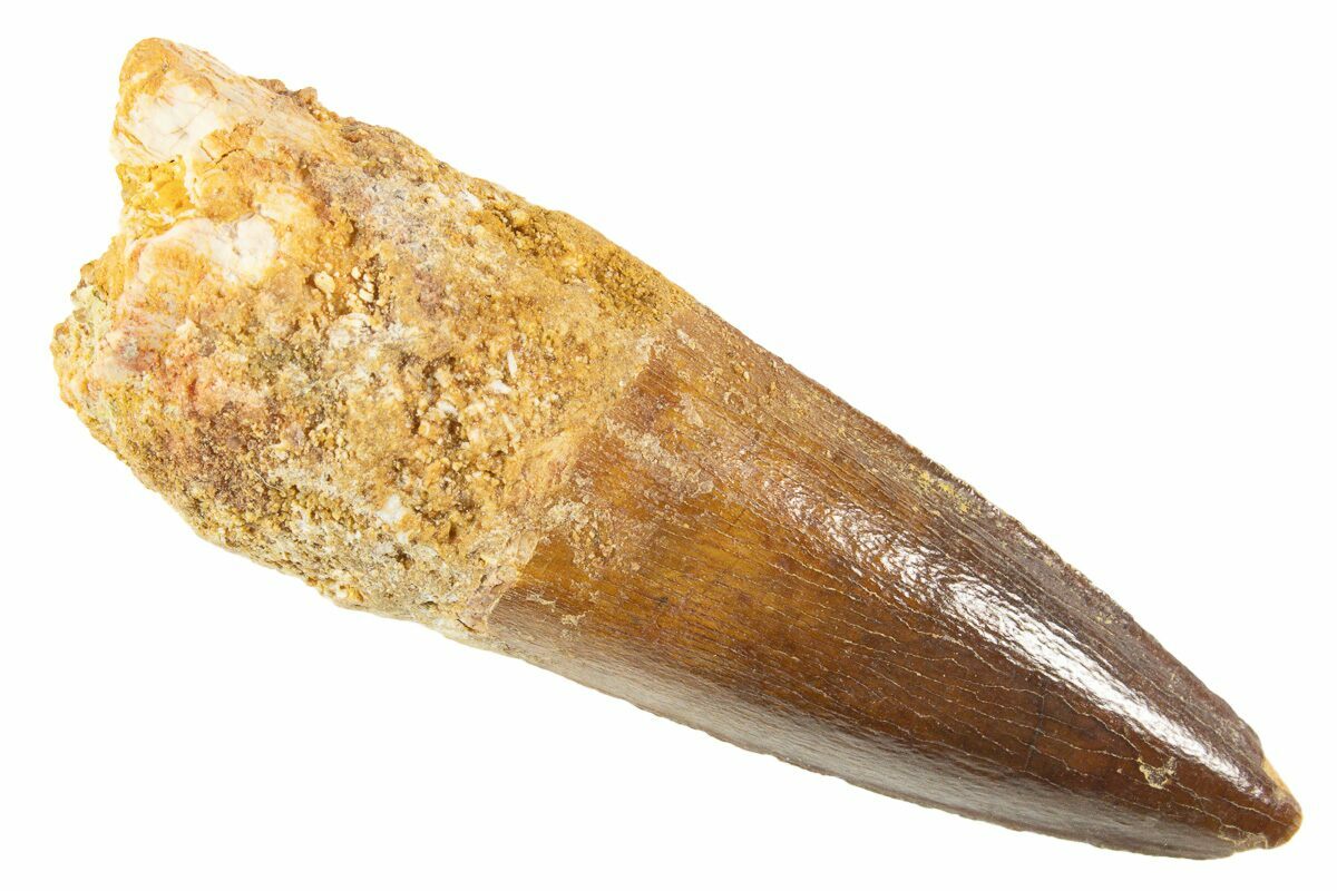 1.97" Fossil Spinosaurus Tooth - Real Dinosaur Tooth (#343545) For Sale ...
