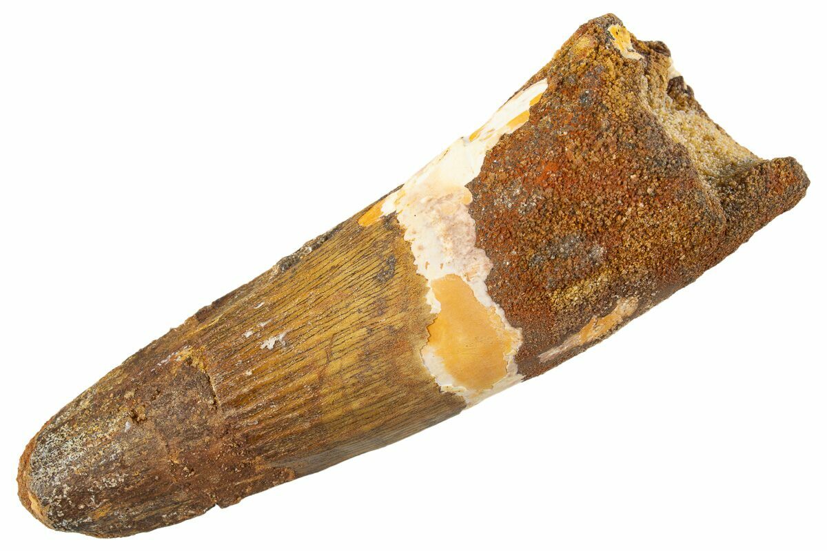 3.30" Fossil Spinosaurus Tooth - Feeding Worn Tip (#343575) For Sale ...