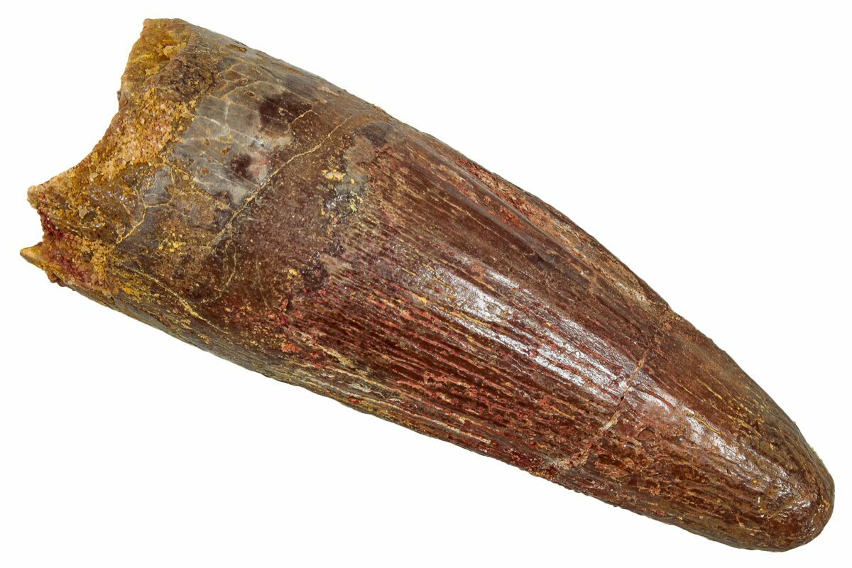 2.30" Fossil Spinosaurus Tooth - Real Dinosaur Tooth (#343672) For Sale ...