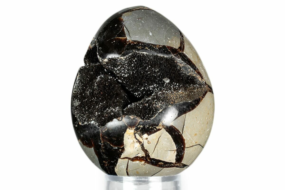 4.1" Septarian "Dragon Egg" Geode - Sparkly Black Crystals (#343864 ...