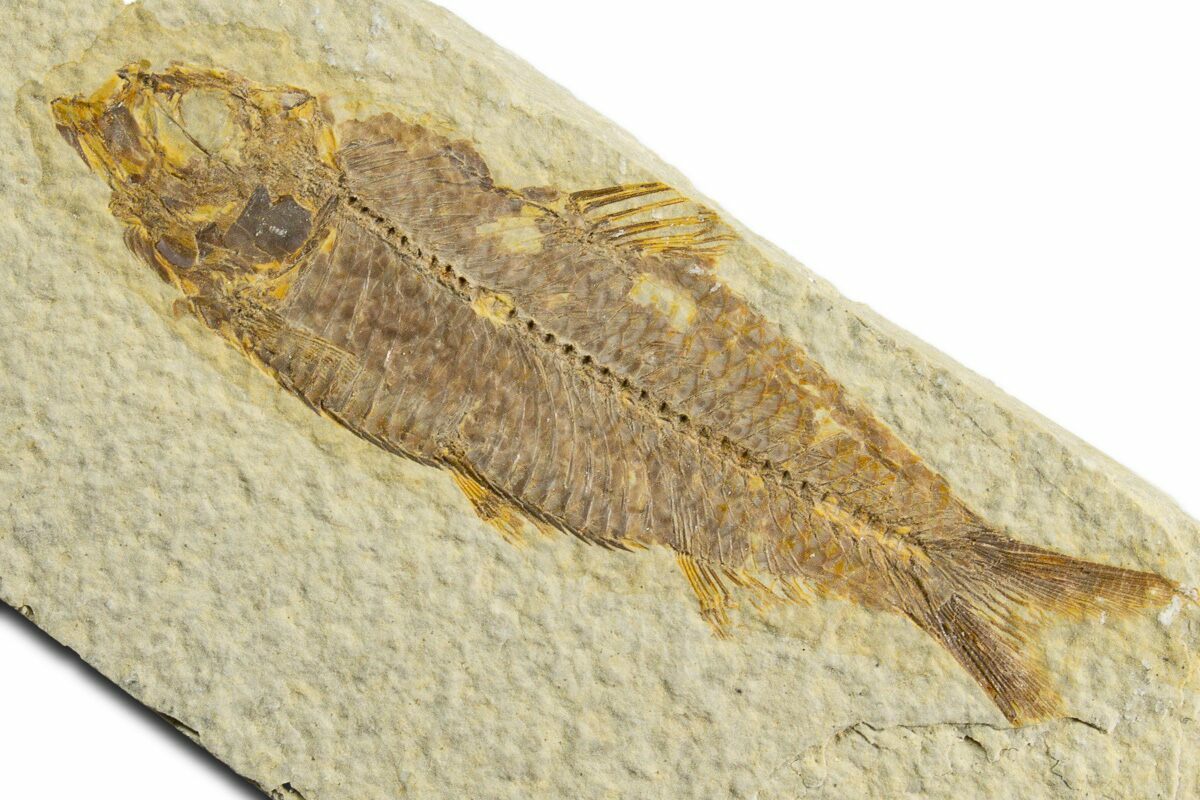 3.65" Detailed Fossil Fish (Knightia) - Wyoming (#333794) For Sale ...