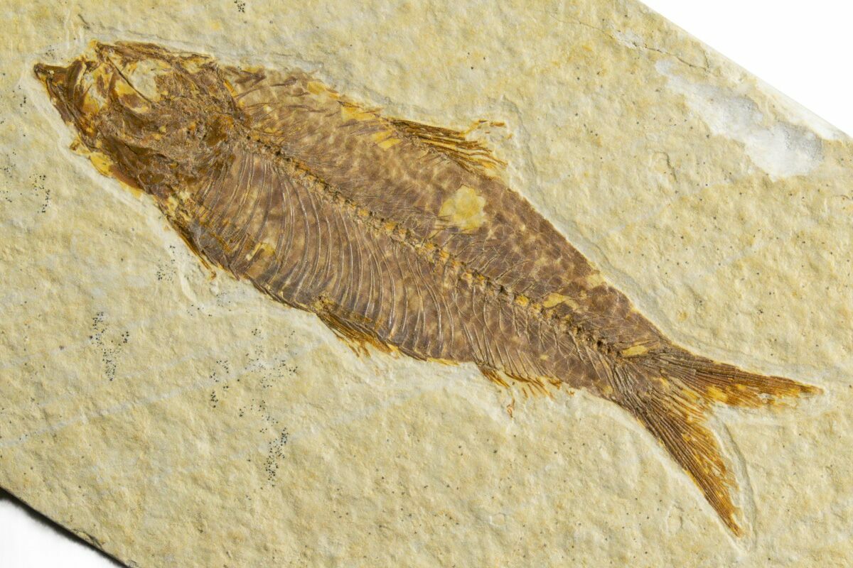 3.4" Detailed Fossil Fish (Knightia) - Wyoming (#333858) For Sale ...