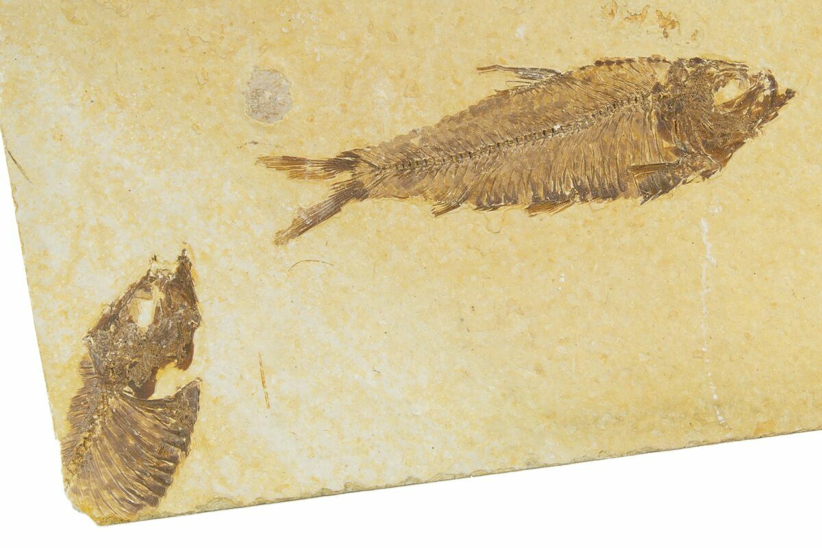 2.6" Detailed Fossil Fish (Knightia) - Wyoming (#345377) For Sale ...