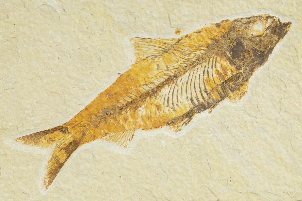 4.5" Detailed Fossil Fish (Knightia) - Wyoming (#345379) For Sale ...