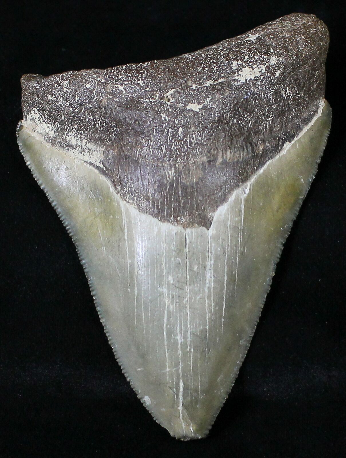 Bargain 3.34" Bone Valley Megalodon Tooth (#18481) For Sale - FossilEra.com