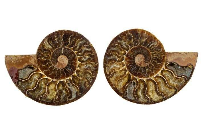 3.9" Cut & Polished, Agatized Ammonite Fossil - Madagascar (#344157 ...