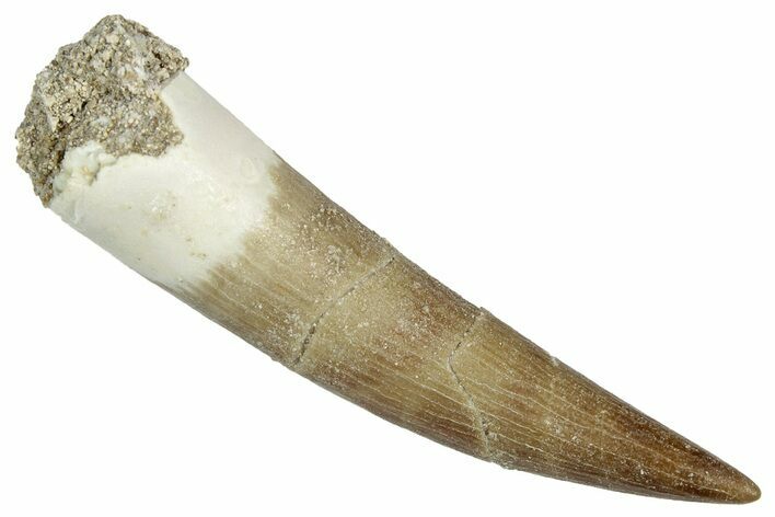1.91" Fossil Plesiosaur (Zarafasaura) Tooth - Morocco (#344245) For ...