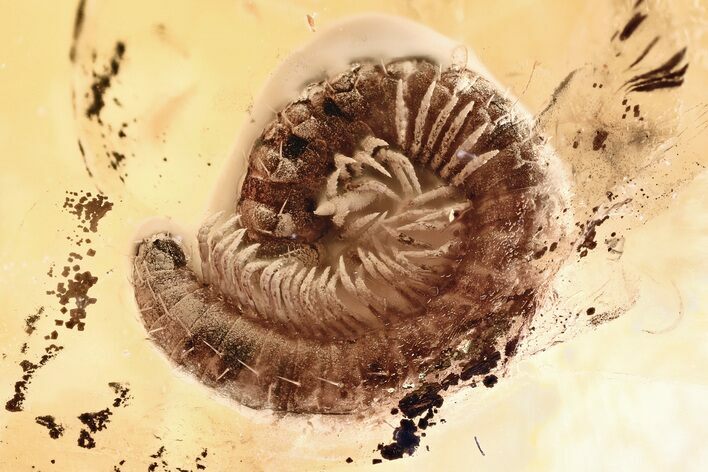Curled Fossil Millipede (Diplopoda) in Baltic Amber (#346394) For Sale ...