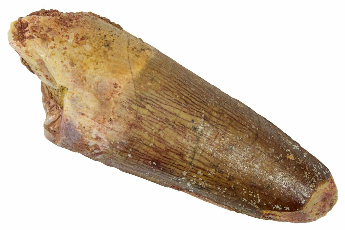 1.91" Fossil Spinosaurus Tooth - Real Dinosaur Tooth (#346800) For Sale ...