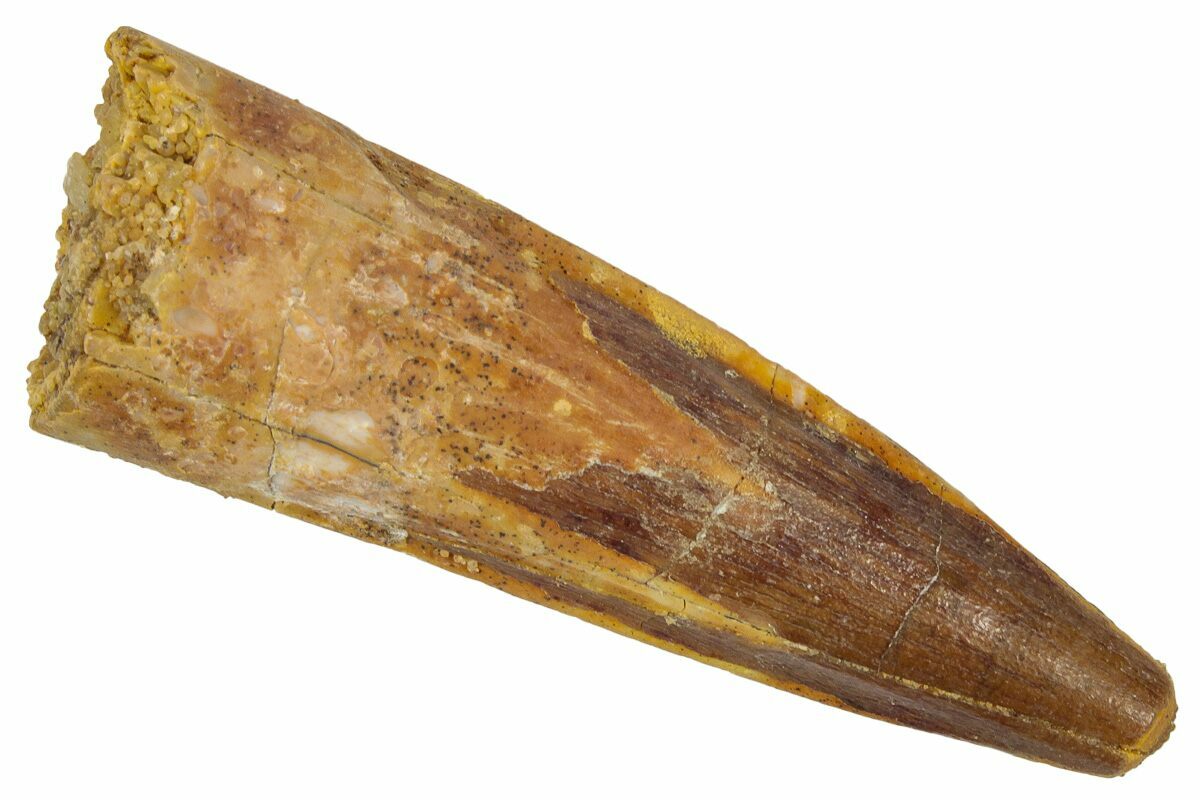 1.95" Fossil Spinosaurus Tooth - Real Dinosaur Tooth (#346867) For Sale ...