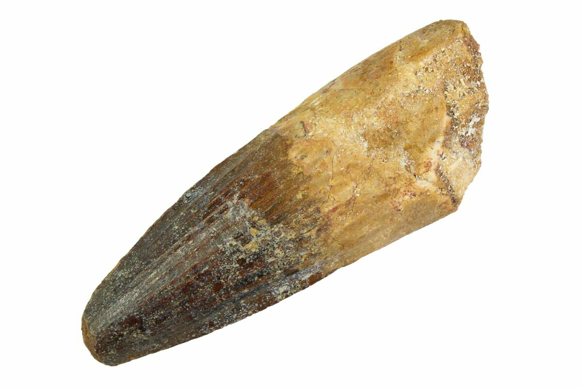2.47" Fossil Spinosaurus Tooth - Real Dinosaur Tooth (#346872) For Sale ...