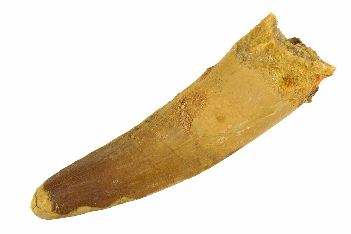 2.58" Fossil Spinosaurus Tooth - Real Dinosaur Tooth (#346882) For Sale ...