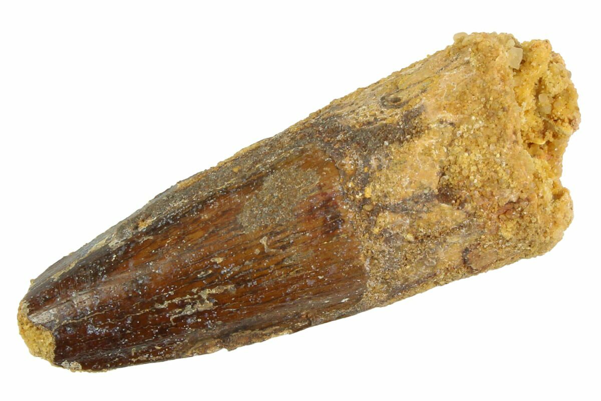 2.28" Fossil Spinosaurus Tooth - Real Dinosaur Tooth (#346885) For Sale ...