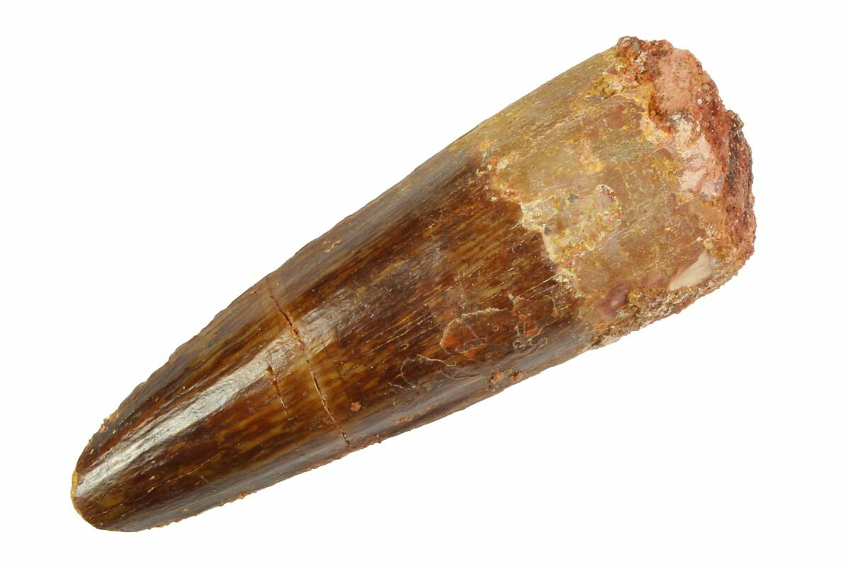 2.26" Fossil Spinosaurus Tooth - Real Dinosaur Tooth (#346888) For Sale ...