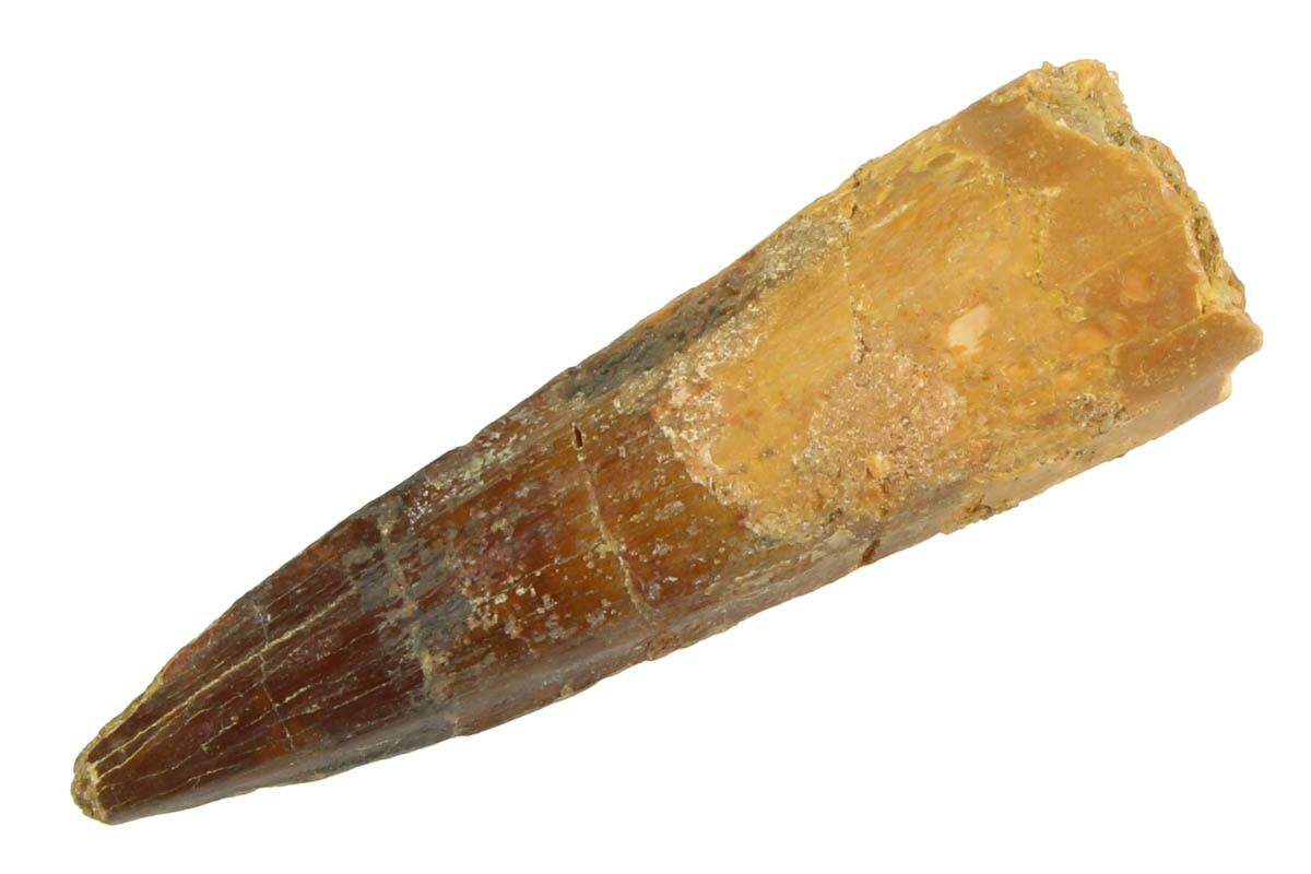 1.96" Fossil Spinosaurus Tooth - Real Dinosaur Tooth (#346895) For Sale ...