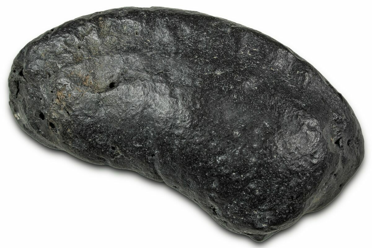 3.6" Fossil Whale Ear Bone - South Carolina (#346977) For Sale ...