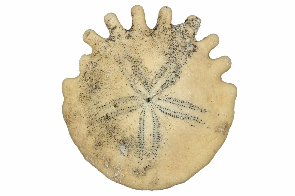 1.75" Fossil Sand Dollar (Heliophora) - Boujdour Province, Morocco ...