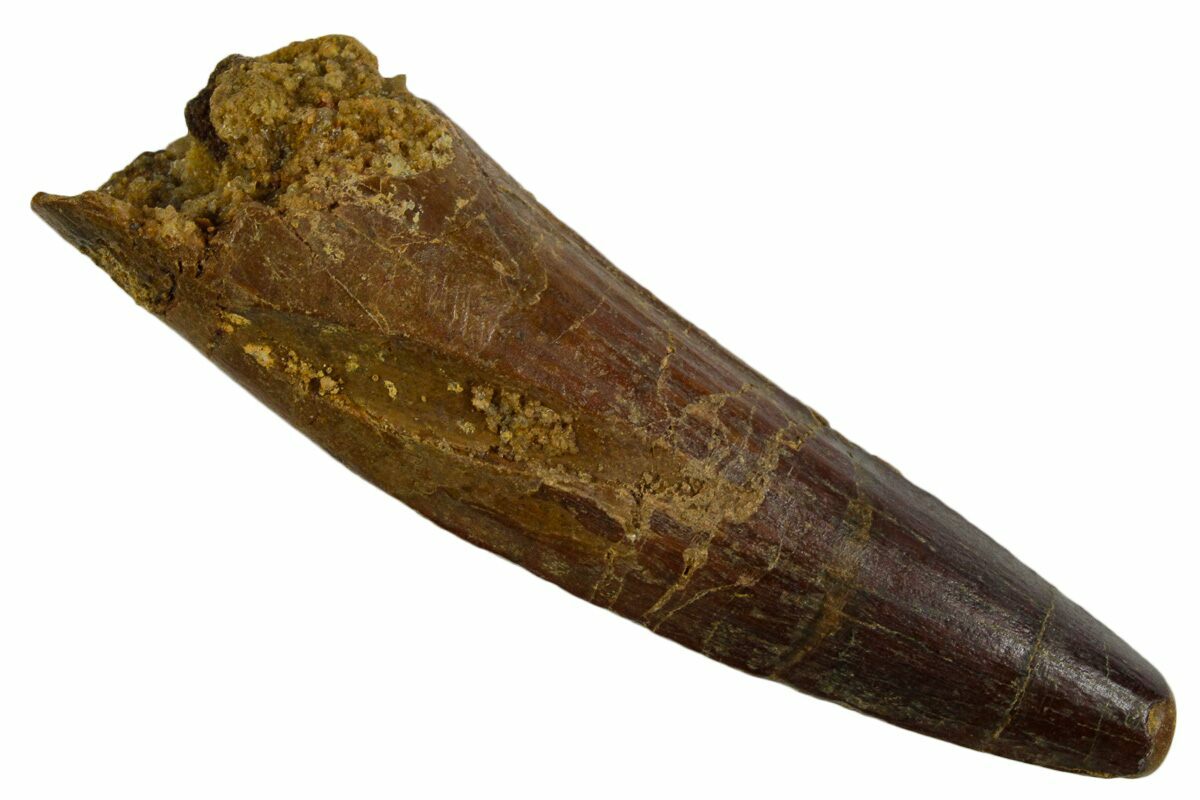 2.63" Fossil Spinosaurus Tooth - Real Dinosaur Tooth (#346902) For Sale ...