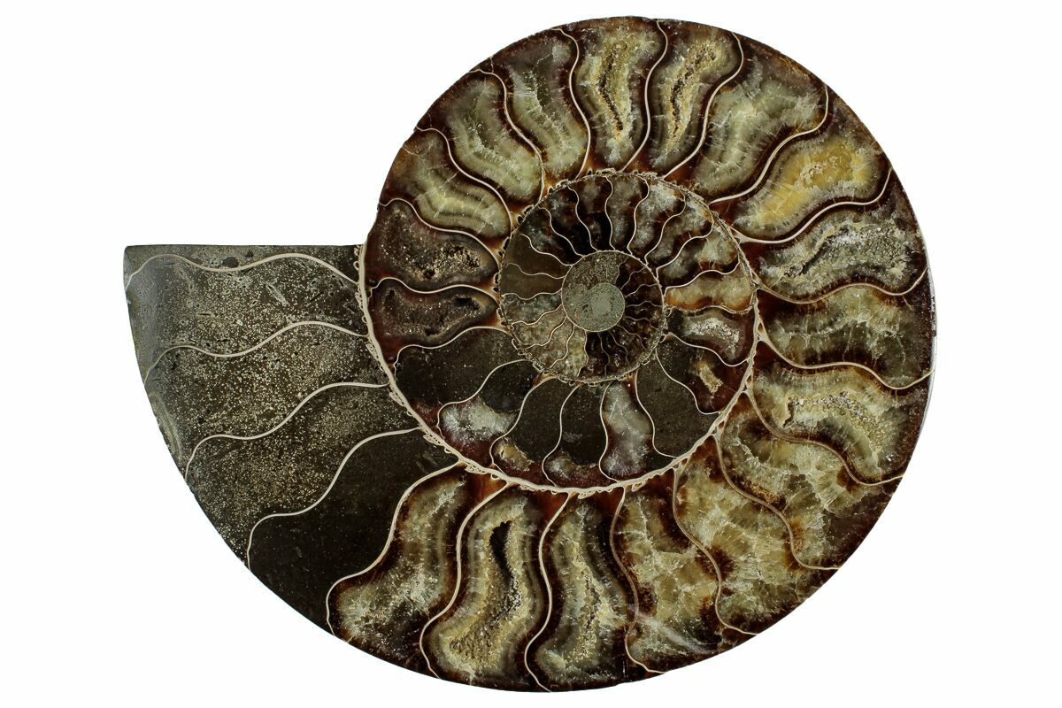 8" Cut & Polished Ammonite Fossil (Half) - Madagascar (#347838) For ...