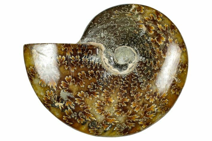 3.4" Polished Ammonite (Cleoniceras) Fossil - Madagascar (#348492) For ...