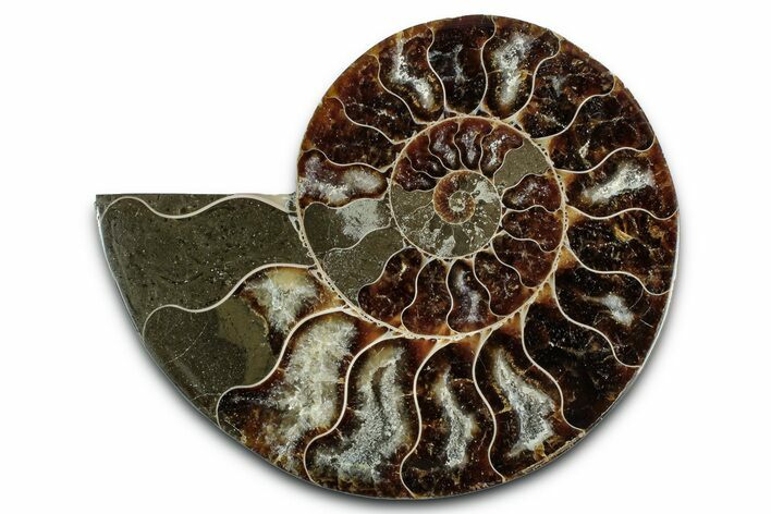 3.4" Cut & Polished Ammonite Fossil (Half) - Madagascar (#349086) For ...