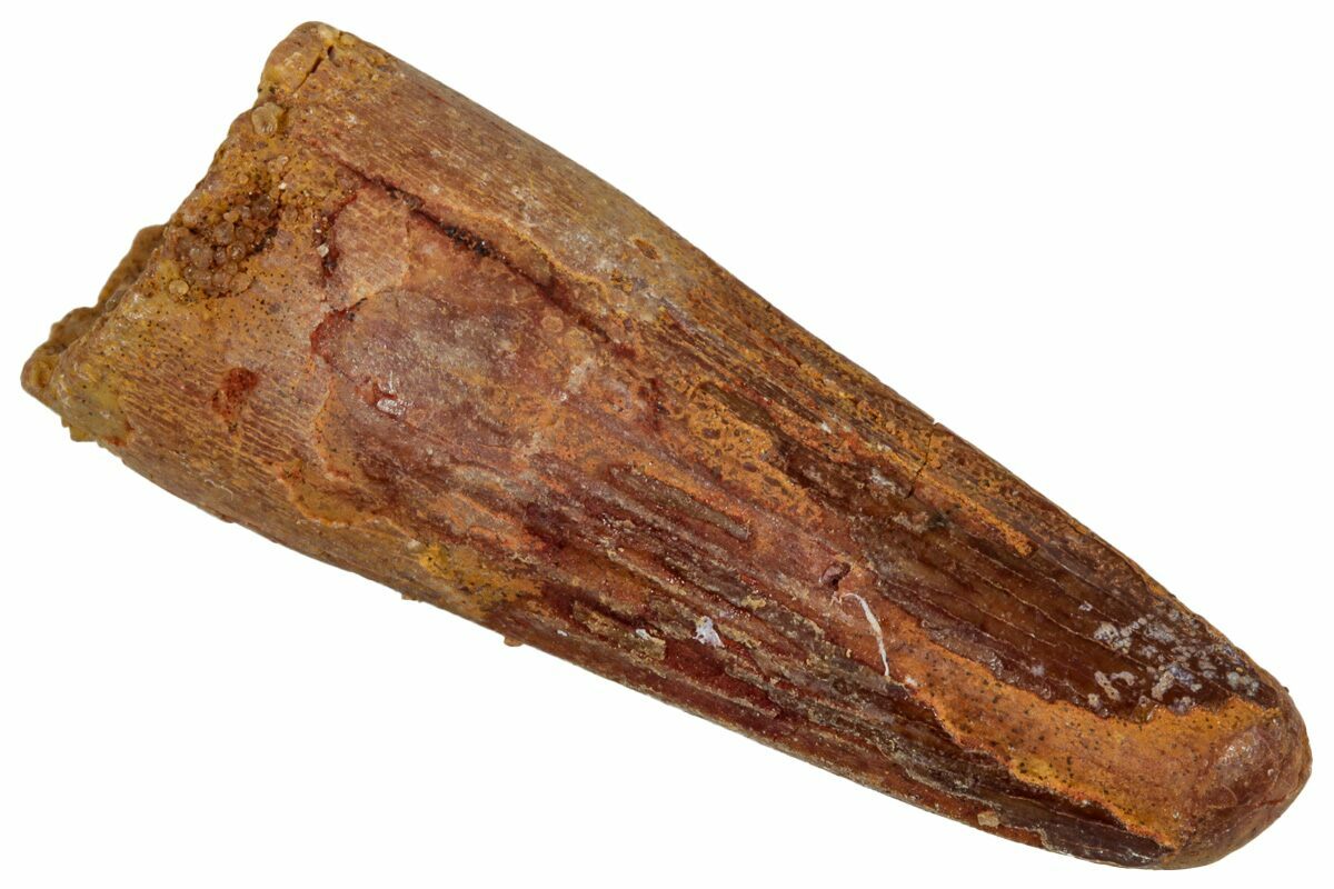 1.23" Juvenile Fossil Spinosaurus Tooth - Real Dinosaur Tooth (#348698 ...