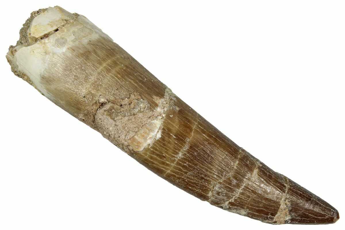 Large, 2.92" Fossil Plesiosaur (Zarafasaura) Tooth - Morocco (#349871 ...
