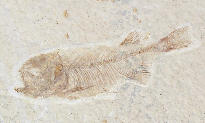 Baby Phareodus - Green River Formation (#18710) For Sale - FossilEra.com