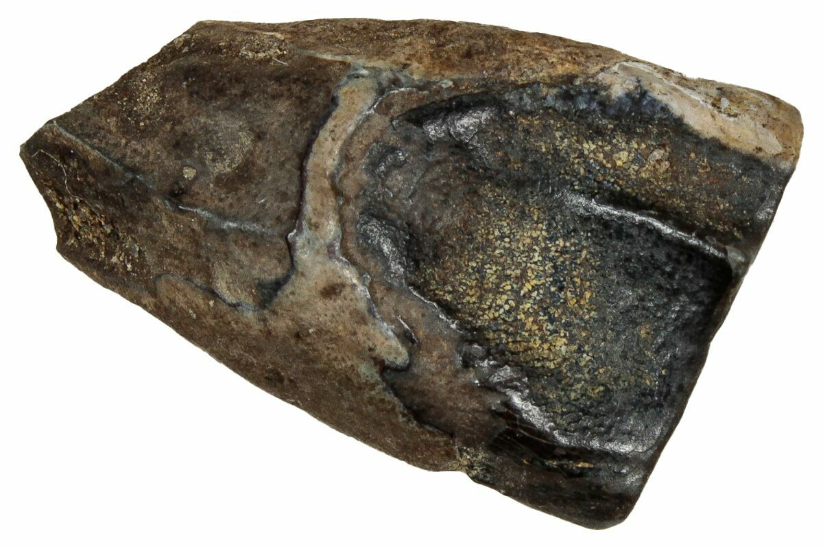 .79" Fossil Triceratops Shed Tooth - Montana (#350690) For Sale ...
