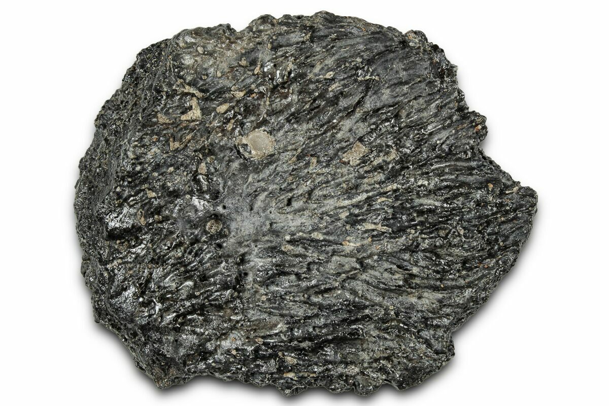 2.2" Fossil Glyptodont (Glyptotherium) Bony Armor Osteoderm - Florida ...