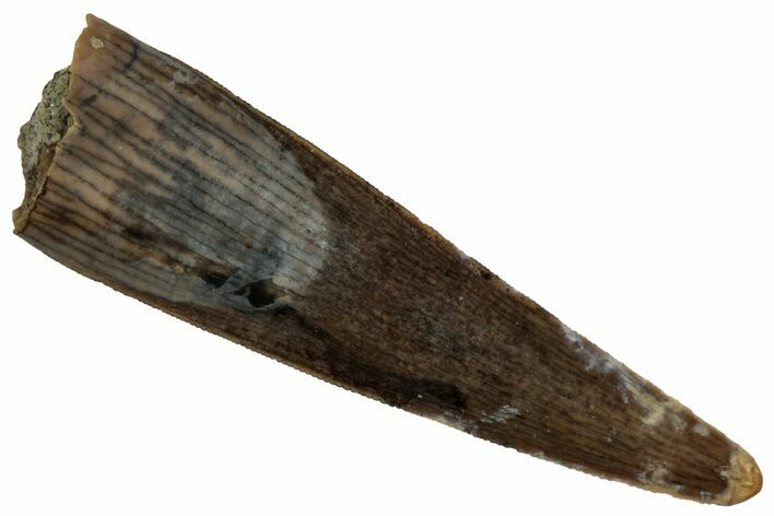Serrated, .67" Fossil Theropod (Richardoestesia) Tooth - Montana ...