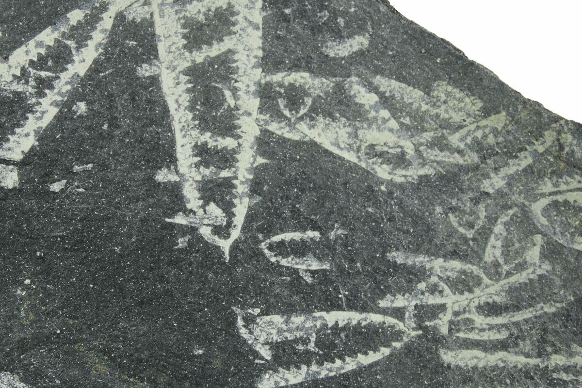 4.1" Fossil Graptolite (Didymograptus) Cluster - Wales (#353828) For ...